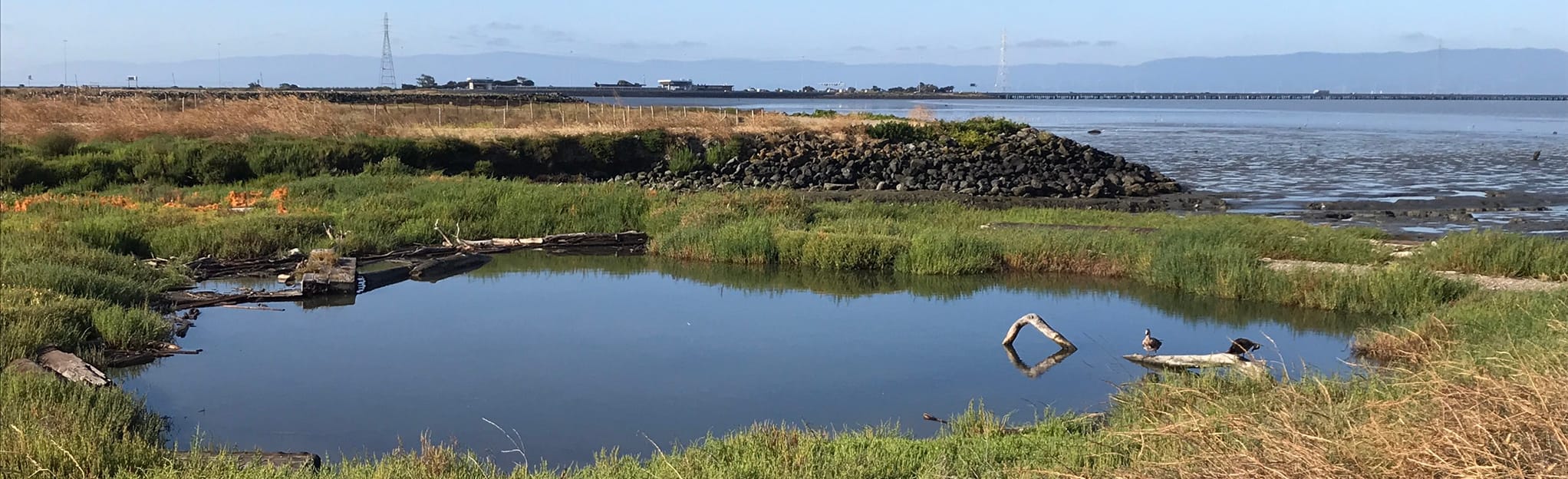 Cogswell Marsh Loop: 215 Reviews, Map - California | AllTrails