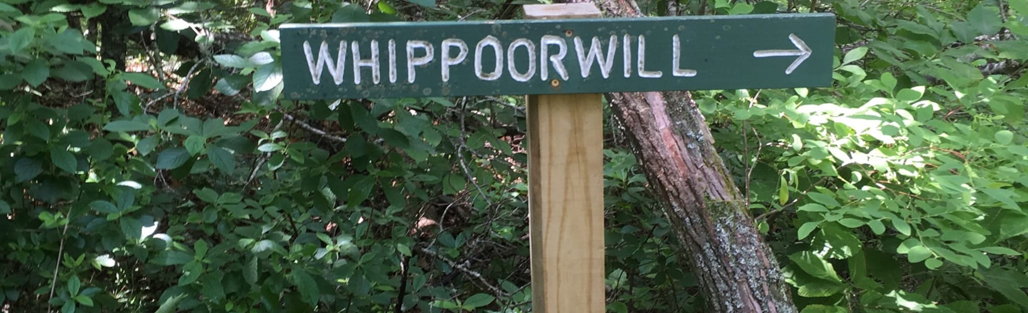 Whippoorwill Trail, Massachusetts - 37 Reviews, Map | AllTrails