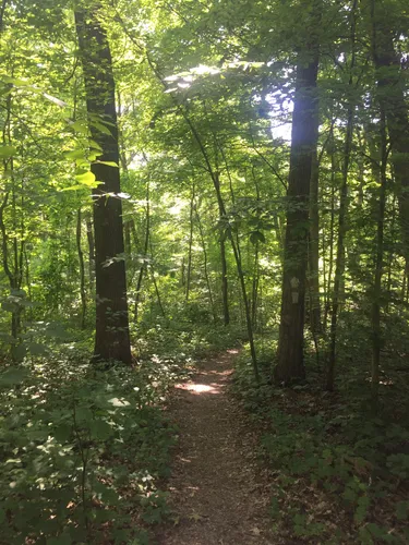 Best Hikes and Trails in Morgan Monroe State Forest | AllTrails