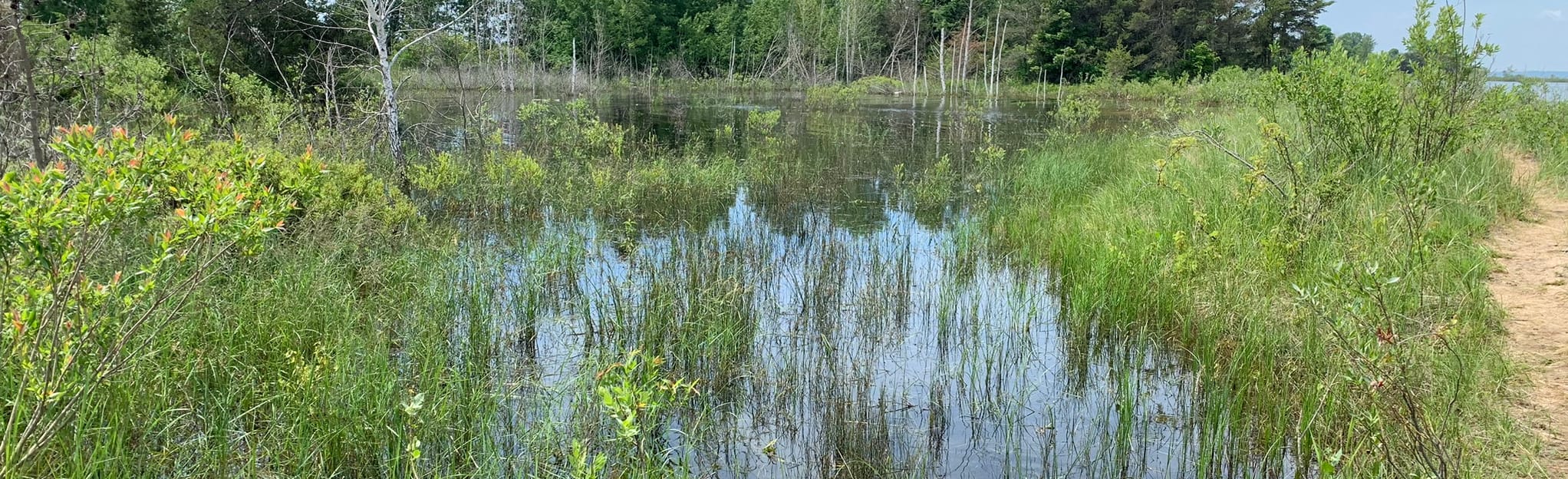 Tawas Point via Sandy Hook Nature Trail | Map, Guide - Michigan | AllTrails