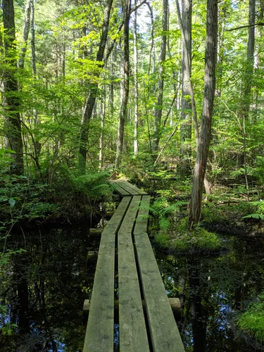 Best Hikes and Trails in Manchester Cedar Swamp Preserve | AllTrails