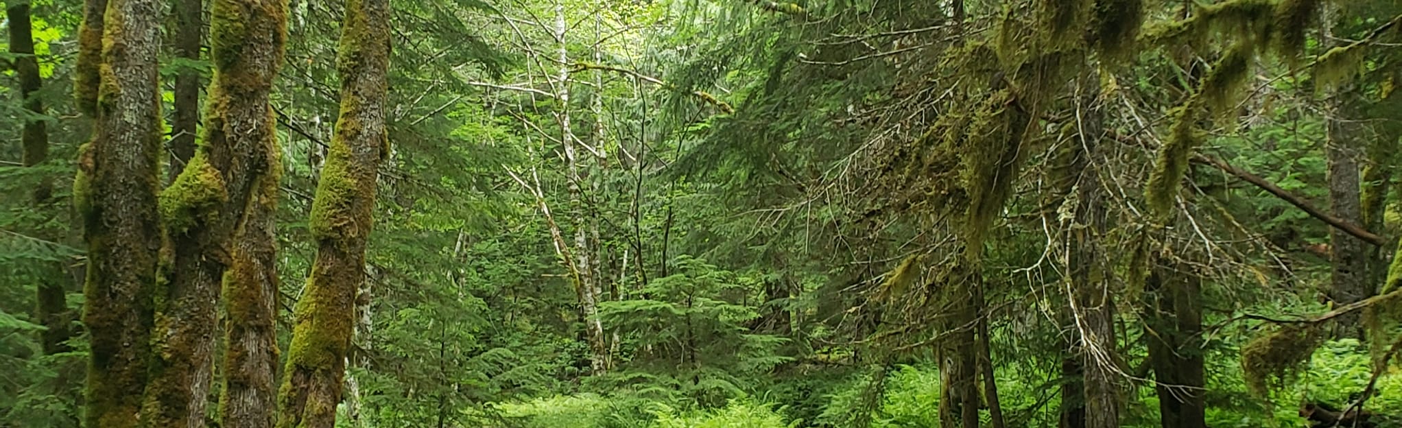 Ohanapecosh Hot Springs Trail: 130 Reviews, Map - Washington | AllTrails