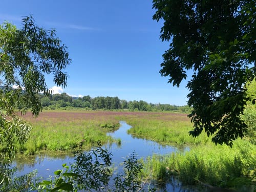 Best Hikes and Trails in Oaks Bottom Wildlife Refuge | AllTrails