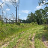 Green Swamp Wilderness Preserve Loop, Florida - 58 Reviews, Map | AllTrails