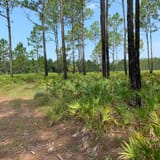 Green Swamp Wilderness Preserve Loop, Florida - 58 Reviews, Map | AllTrails