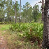 Green Swamp Wilderness Preserve Loop, Florida - 58 Reviews, Map | AllTrails