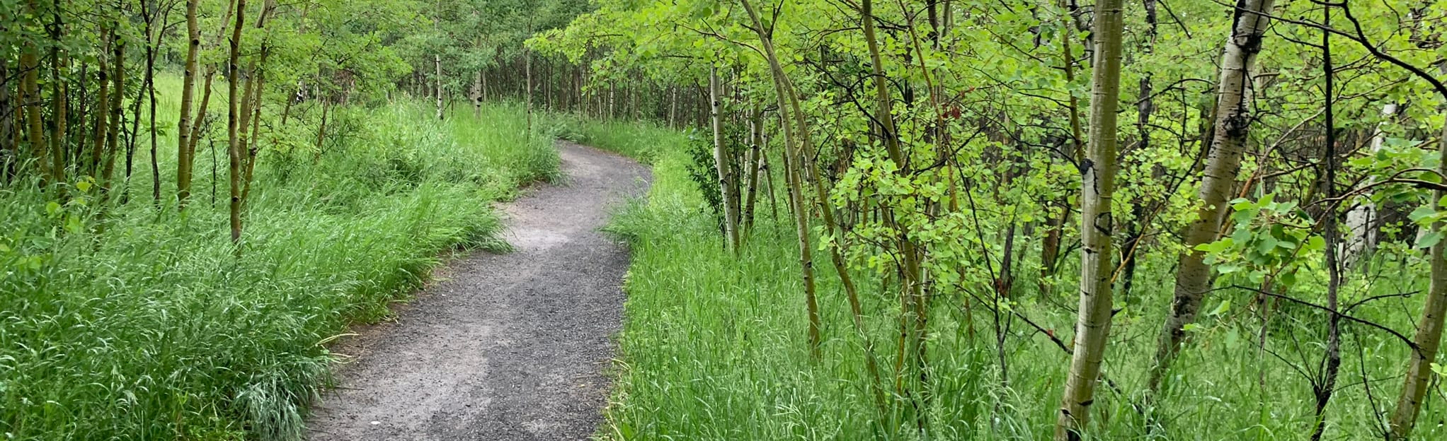 Cougar Ridge View Loop: 133 Reviews, Map - Alberta, Canada | AllTrails