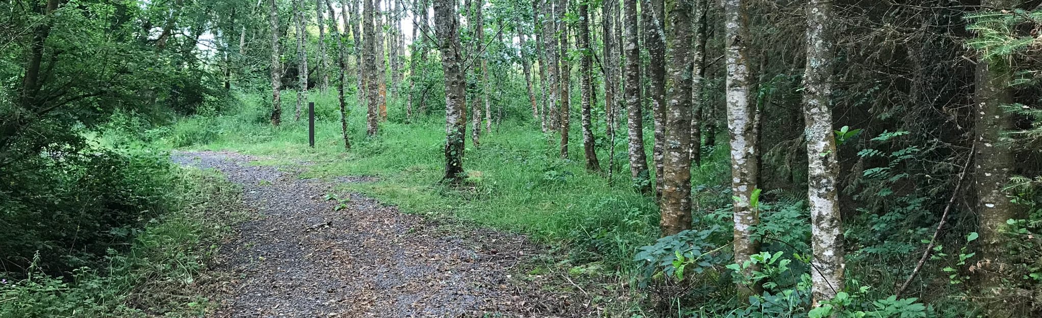 Kilmoylan Woods Nature Loop: 11 Fotos - County Limerick, Ireland ...