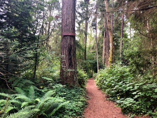 2023 Best Trail Running Trails in Dash Point State Park | AllTrails