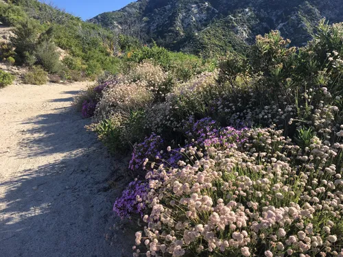 10 Best Trails and Hikes in Altadena | AllTrails
