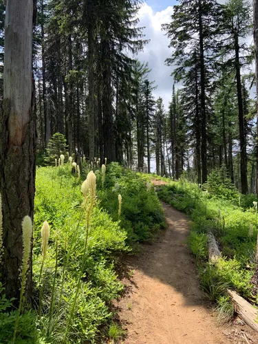 10 Best Hikes and Trails in Mount Spokane State Park | AllTrails