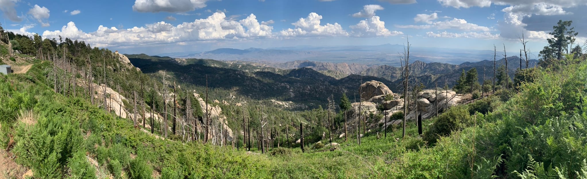 Mount Lemmon Trail: 851 Fotos - Arizona | AllTrails