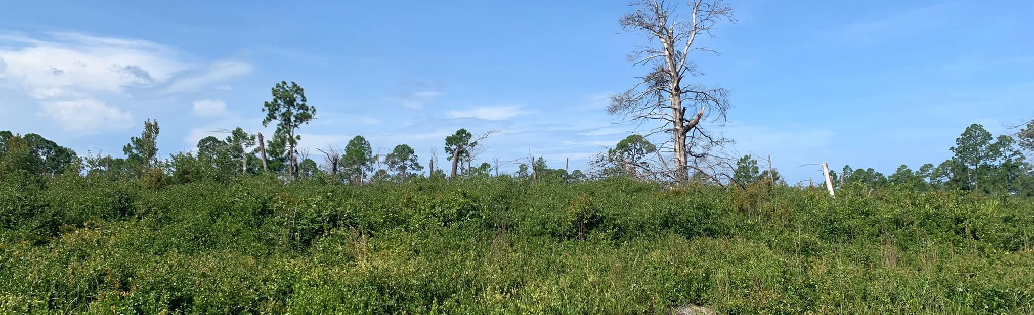 Cedar Key Scrub Orange to White Trail Loop: 24 Reviews, Map - Florida ...