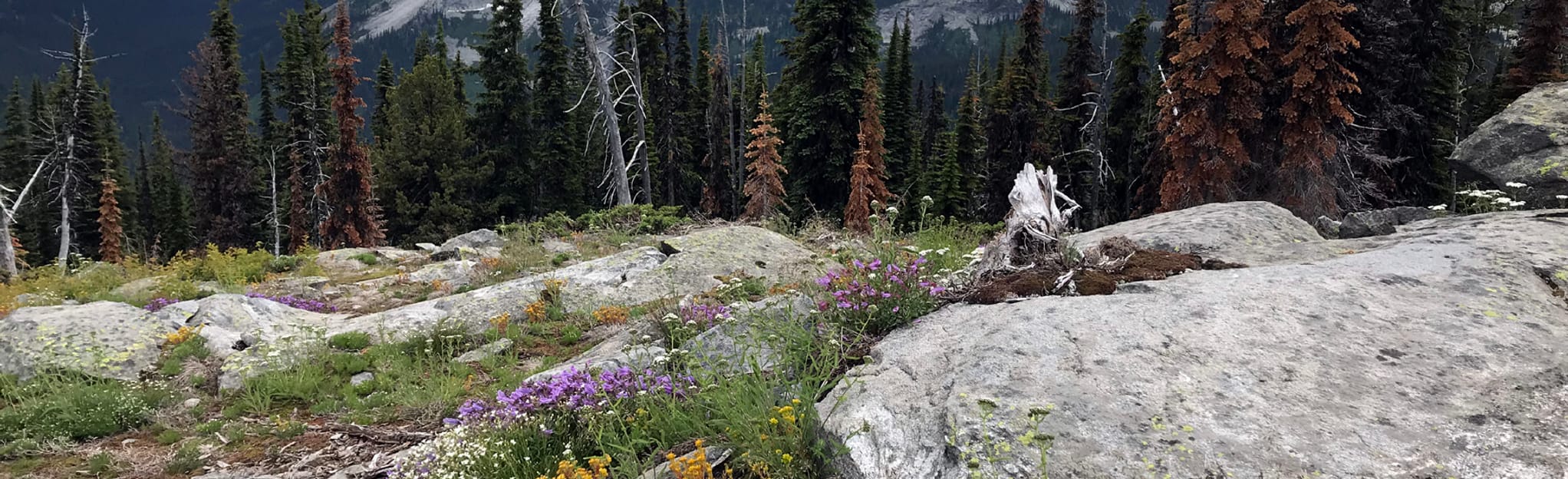 Explore Myrtle Peak to Myrtle Lake | AllTrails