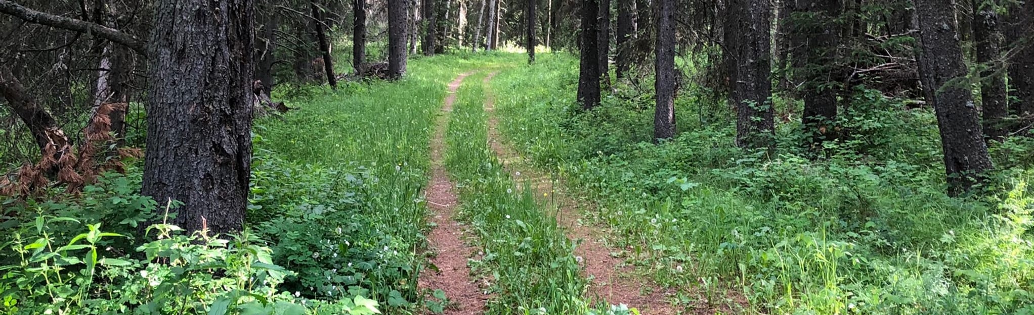 Shoreline - Sunset Trail - Spruce Coulee West - Ridgetop Trail, Alberta ...