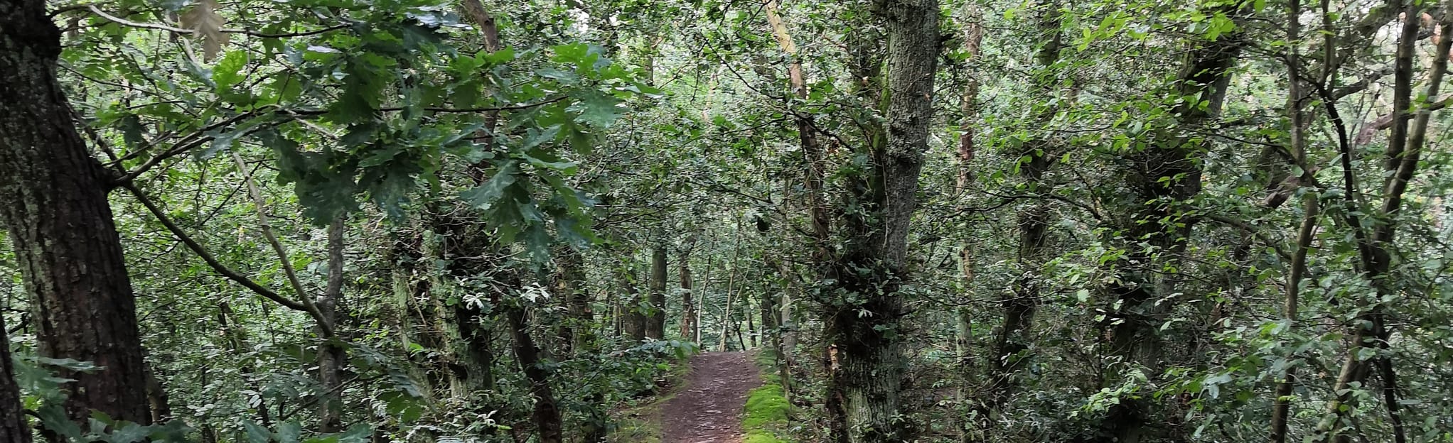 Willem Arnstzbos - Boscomplex Hees - Utrecht, Netherlands | AllTrails