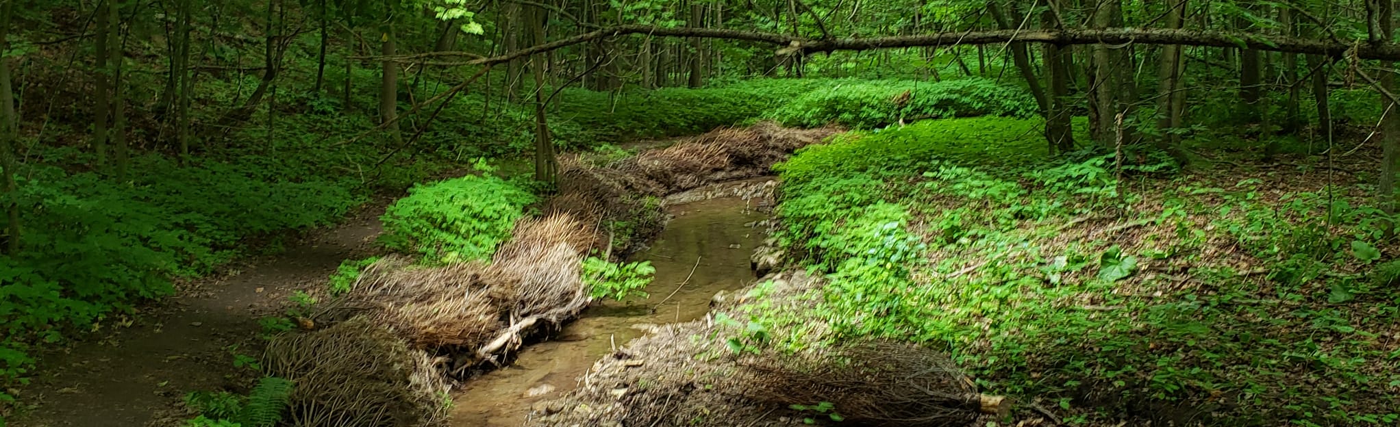 Creemore Nature Preserve (the Mingay) Loop - Ontario, Canada | AllTrails