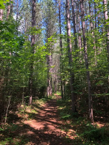 Best Hikes and Trails in Jones Springs Management Area | AllTrails