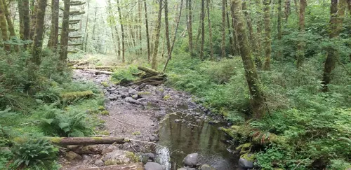 2023 Best 10 Forest Trails in Tillamook State Forest | AllTrails