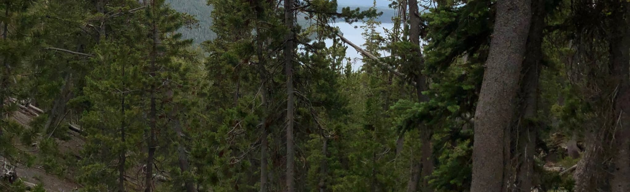 Divide Mountain Trail: 21 Reviews, Map - Montana | AllTrails