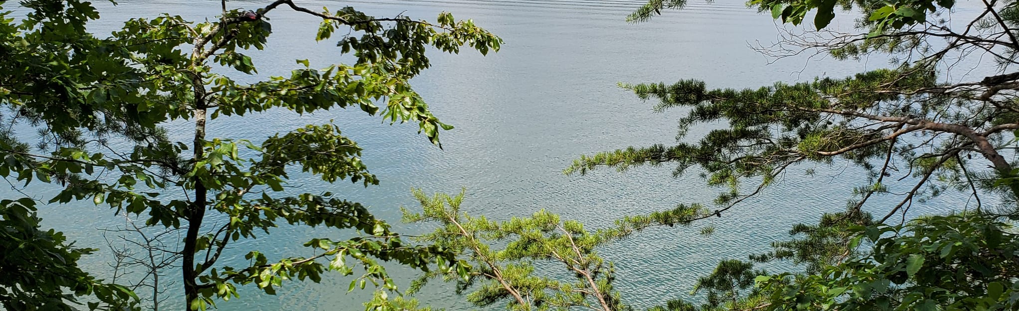 Laurel River Lake Trail: 162 Reviews, Map - Kentucky | AllTrails