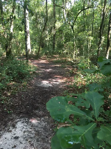 Best Hikes and Trails in Cofrin Nature Park | AllTrails