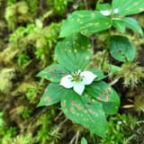 Lunch Falls Trail, Alaska - 87 Reviews, Map | AllTrails