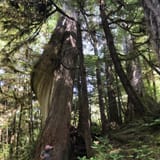 Lunch Falls Trail, Alaska - 87 Reviews, Map | AllTrails