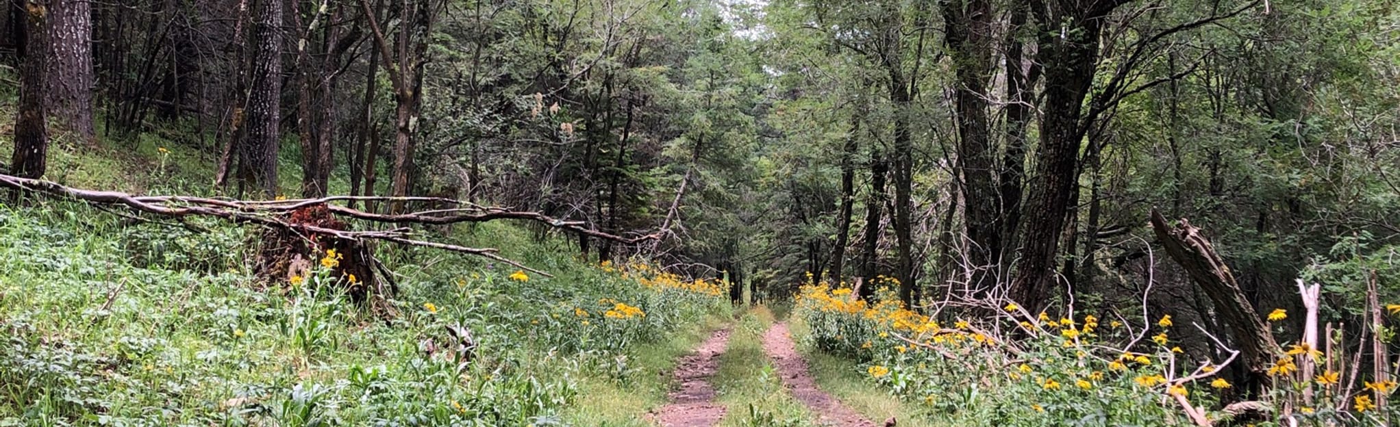 Willie White and Wills Canyon Loop Trail: 138 Reviews, Map - New Mexico ...