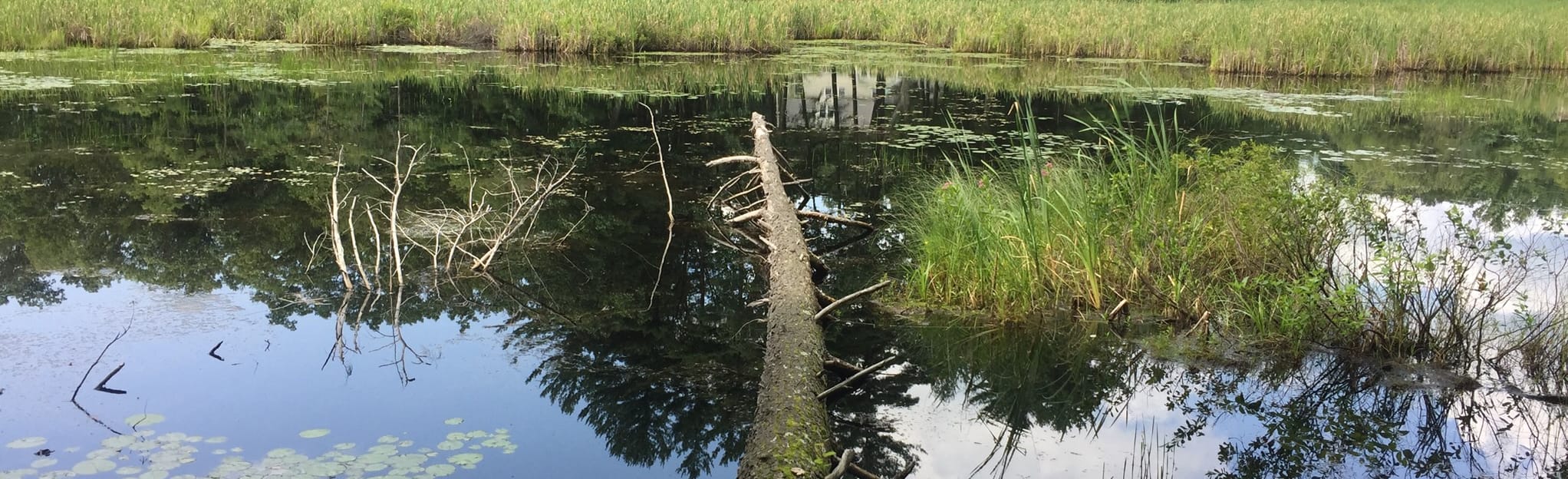 ACL Marshall Land Trail System: 99 Reviews, Map - New Hampshire | AllTrails