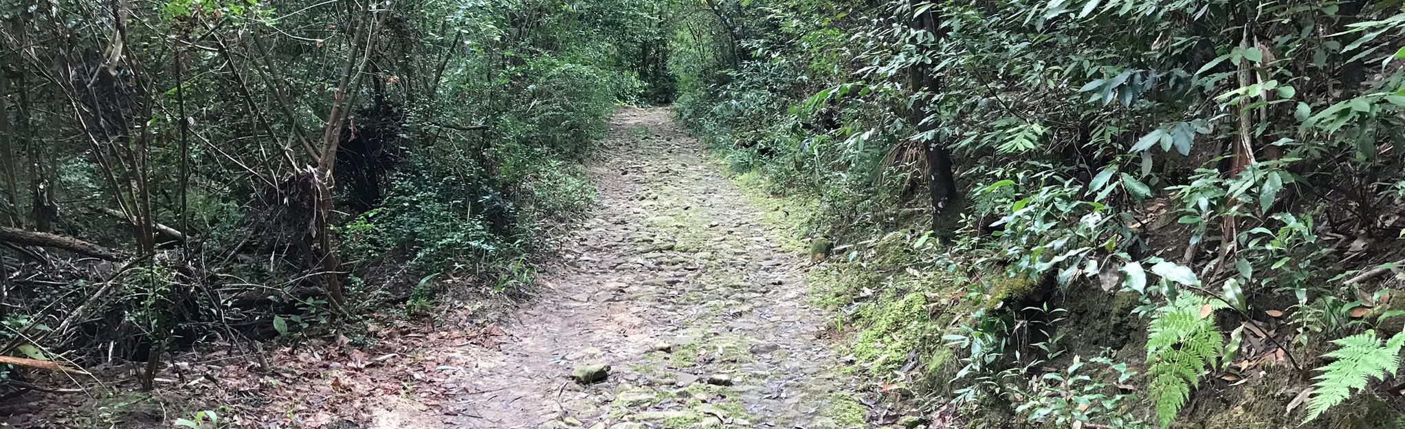 Mambara, Kurrajong and City View Walking Track Loop: 133 Reviews, Map ...