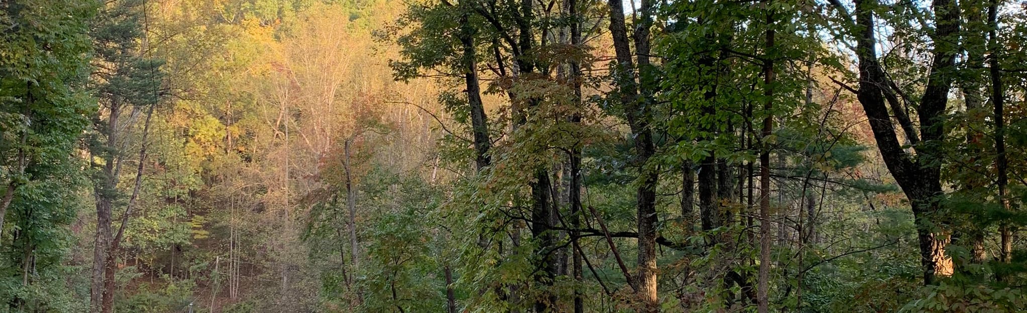 Fern Park Trail to Chestnut Ridge, Virginia - 199 Reviews, Map | AllTrails