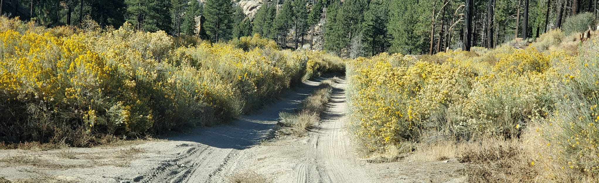 Holcomb Creek OHV Trail, California - 143 Reviews, Map | AllTrails