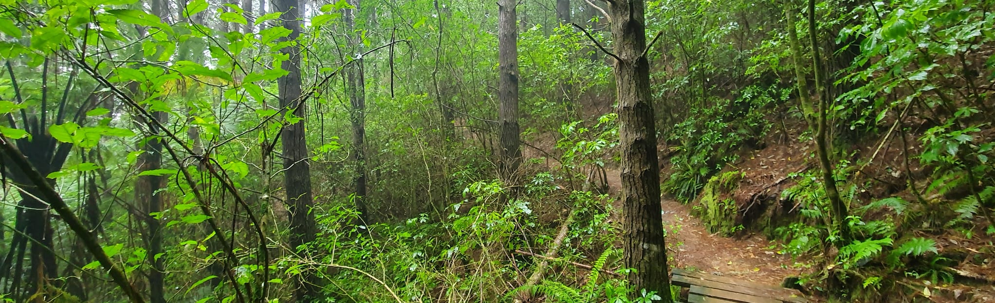 Arapaepae Loop Walk [CLOSED]: 10 Reviews, Map - Manawatu-Wanganui, New ...