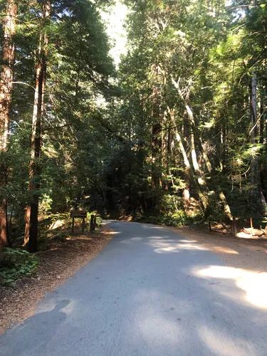 10 Best Hikes and Trails in Butano State Park | AllTrails