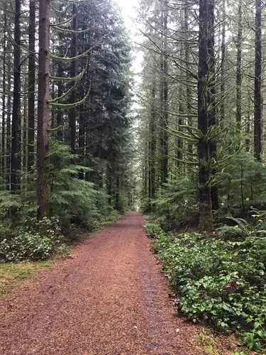 Best Hikes and Trails in Pilchuck Tree Farm | AllTrails