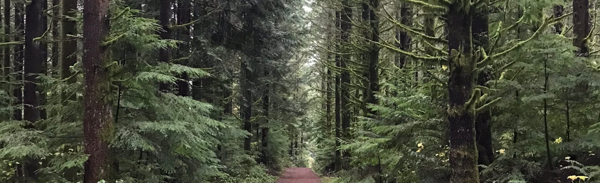 Pilchuck Trail: 182 Reviews, Map - Washington | AllTrails