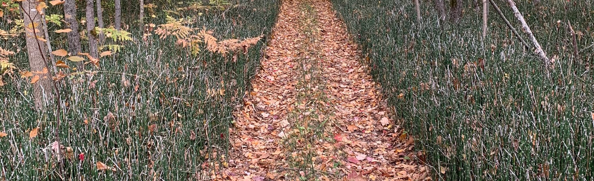 Indian Point Trail: 36 foto's - Ontario, Canada | Wandelen - AllTrails