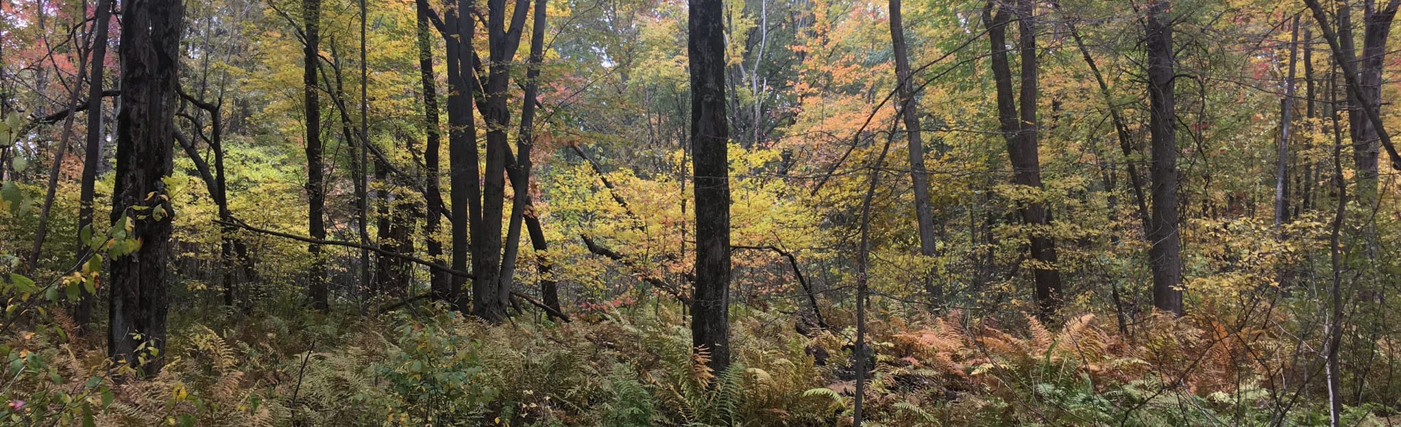 Glenwood Dunes Trail, Indiana - 286 Reviews, Map | AllTrails