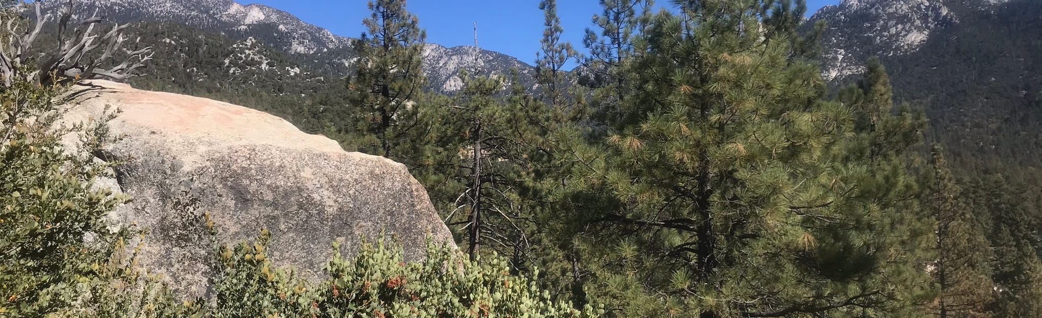 Idyllwild Park Trail, California - 625 Reviews, Map | AllTrails
