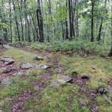 Mountain Way White Trail Loop, New Jersey - 172 Reviews, Map | AllTrails