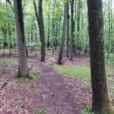 Mountain Way White Trail Loop, New Jersey - 172 Reviews, Map | AllTrails