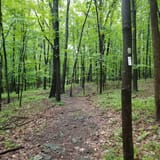 Mountain Way White Trail Loop, New Jersey - 172 Reviews, Map | AllTrails