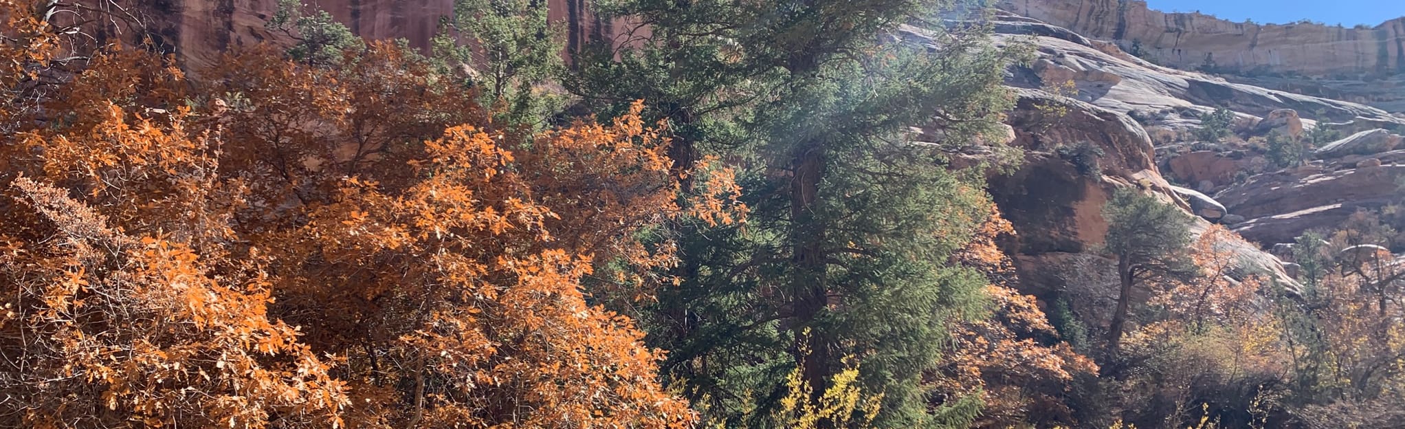 Bullet Canyon Trail to Grand Gulch and Kane Gulch, Utah - 85 Reviews ...