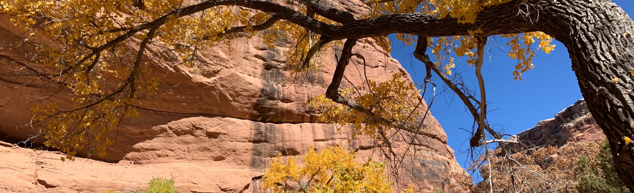 Kane Gulch to Todie Canyon: 70 Reviews, Map - Utah | AllTrails