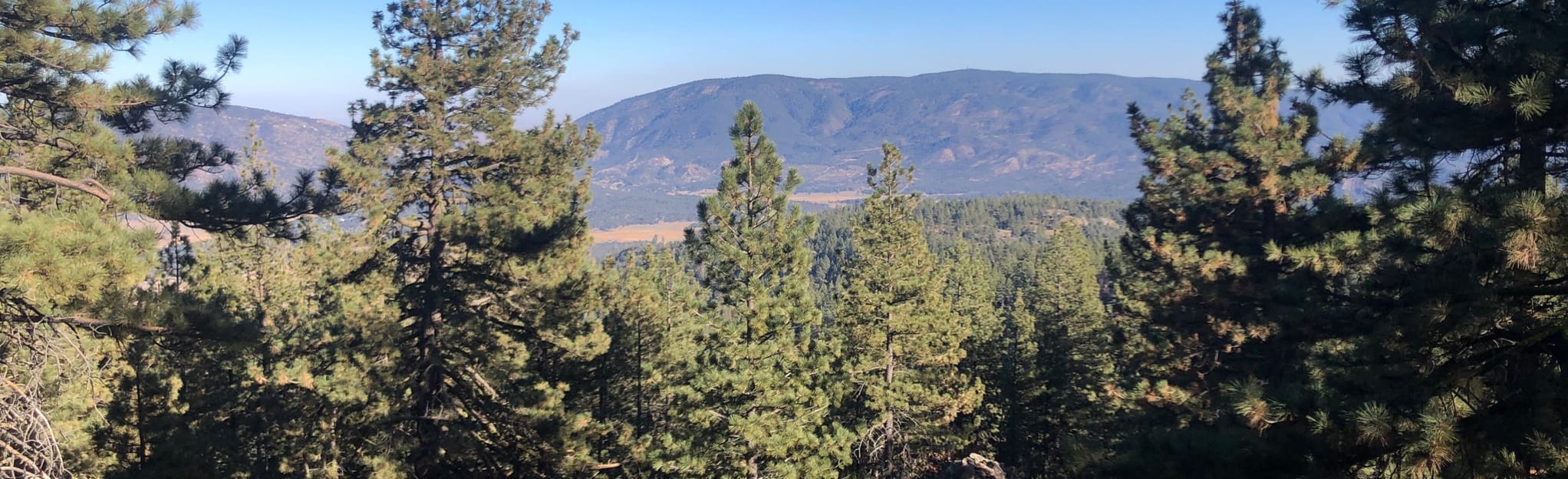 Mount Pinos via McGill Trail, California - 285 Reviews, Map | AllTrails
