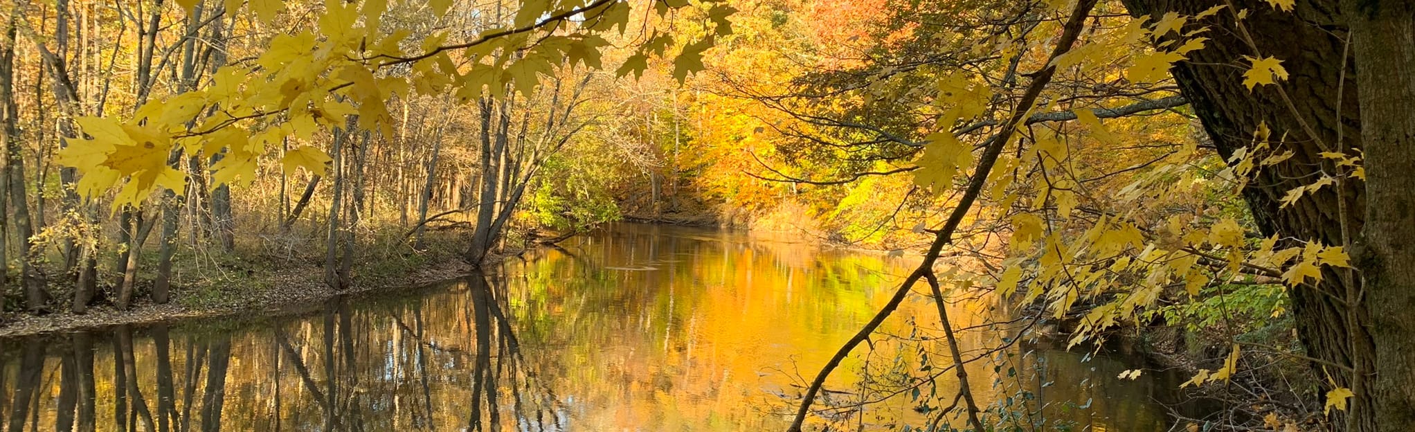 Burchfield Park Singletrack: 354 Reviews, Map - Michigan | AllTrails