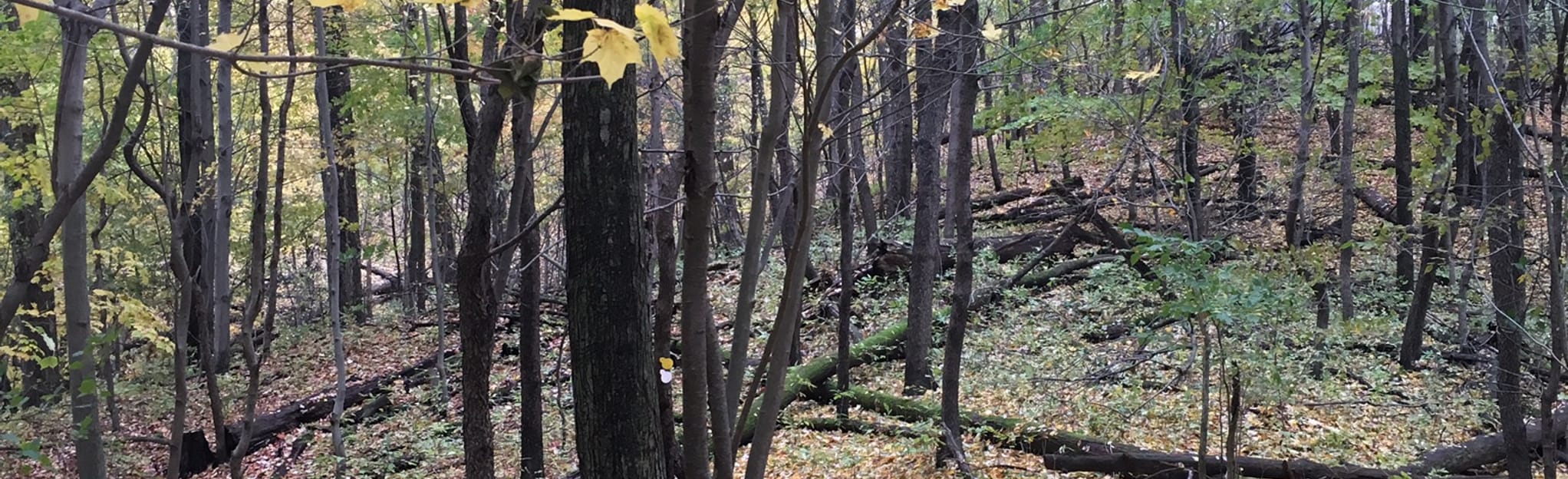 Warbler Woods Orange Blaze and Timber Drive Trail - Ontario, Canada ...
