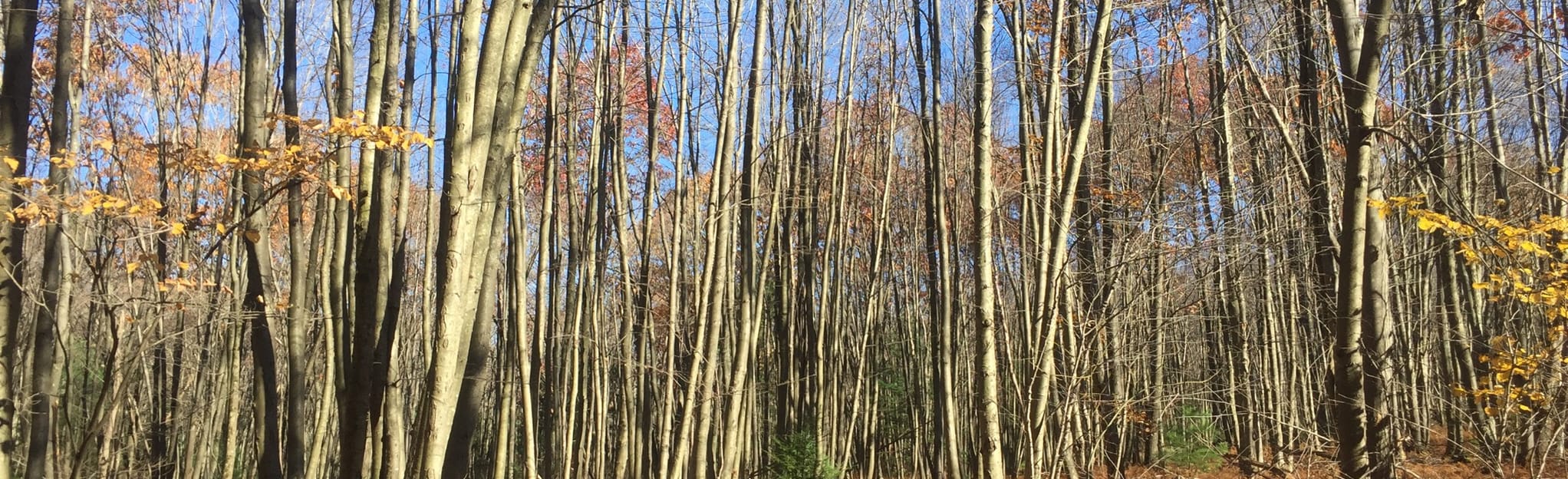 Lower Trail to Shingletown Gap Trail, Pennsylvania - 291 Reviews, Map ...