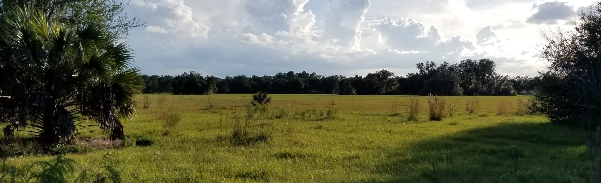 Chito Branch Reserve Trail, Florida - 83 Reviews, Map | AllTrails